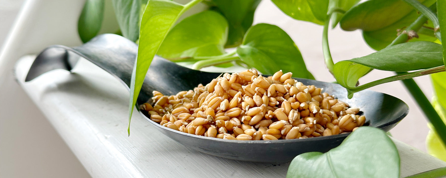 100% Organic | Loaves, Breads & Cakes | Everfresh – Everfresh Natural Foods